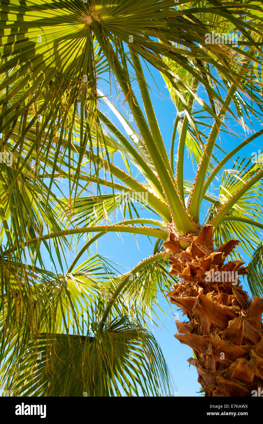 Bottom view palm branches hi-res stock photography and images - Alamy