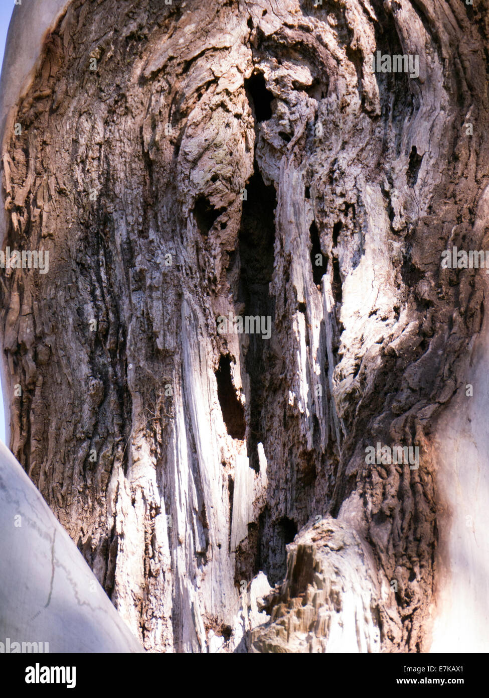 Rose gum tree hi-res stock photography and images - Alamy