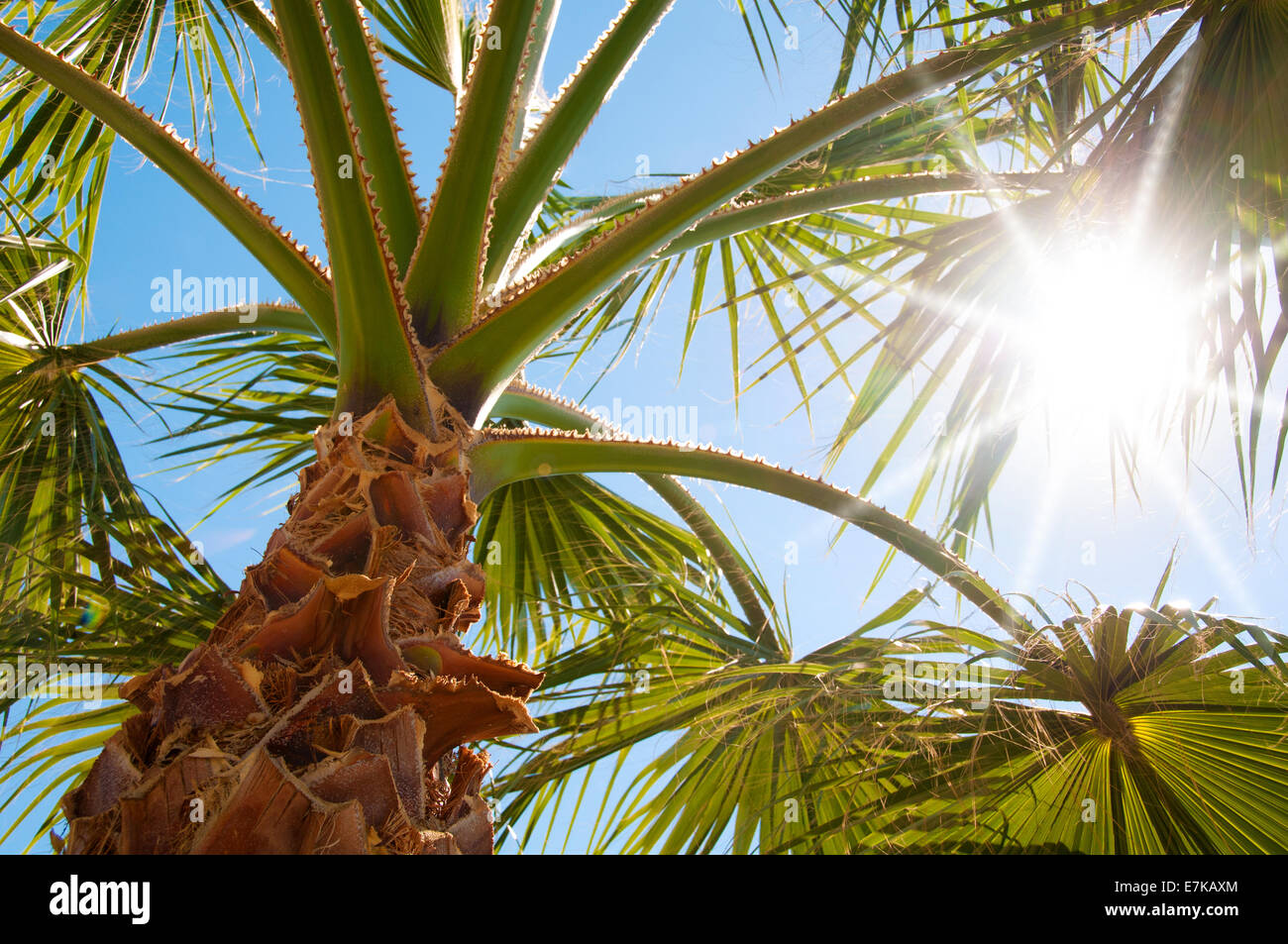 Bottom-up view of a beautiful palm tree with blue sunny sky Stock Photo ...