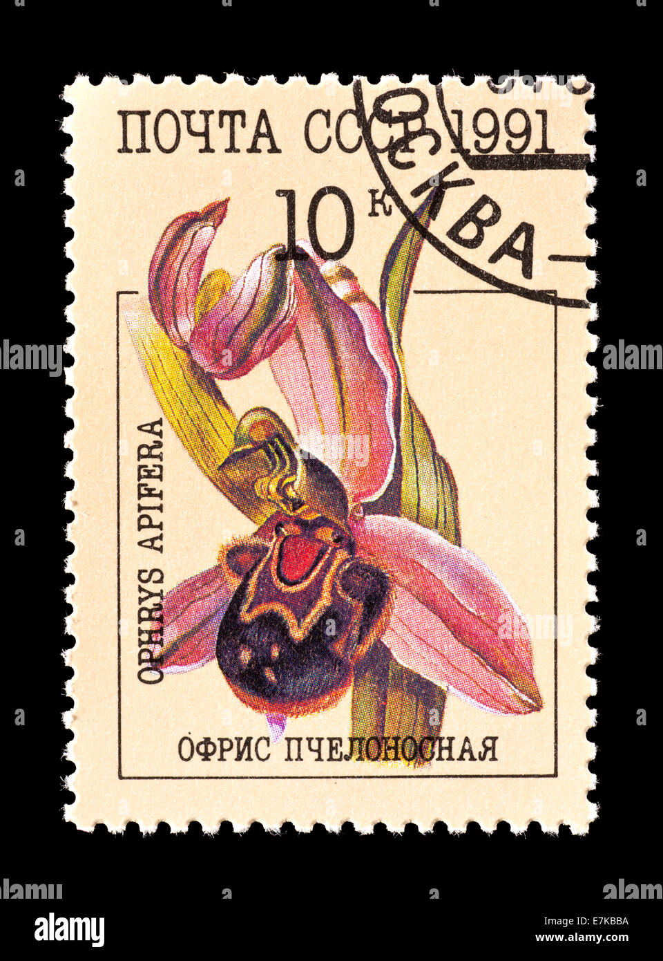 Postage stamp from the Soviet Union (USSR) depicting bee orchid (Ophrys ...
