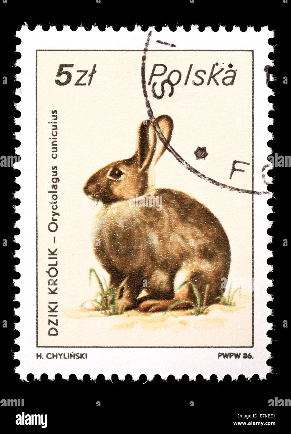 Postage stamp from Poland depicting European rabbit or common rabbit ...