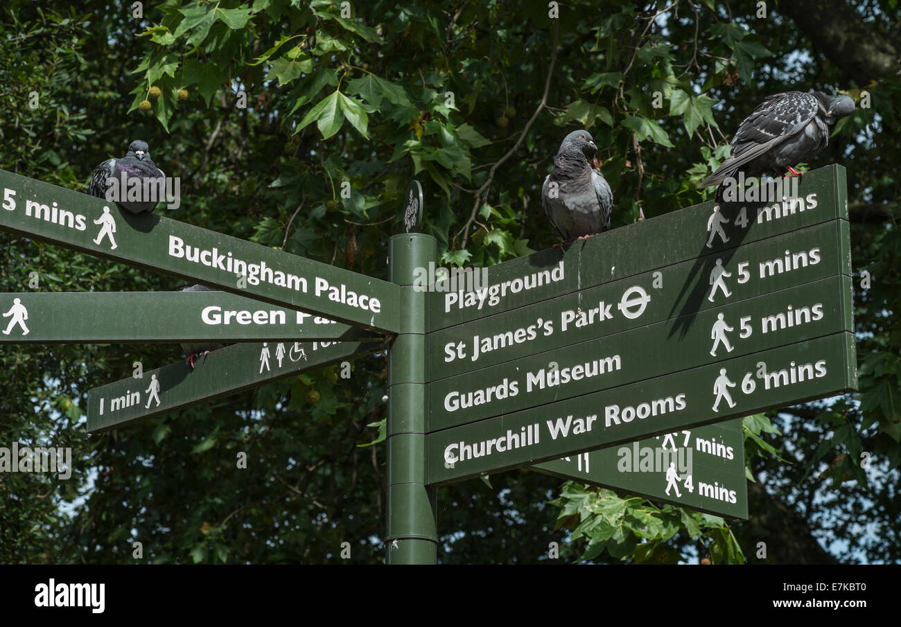 Pigeons on a sign post in central part of London Stock Photo - Alamy