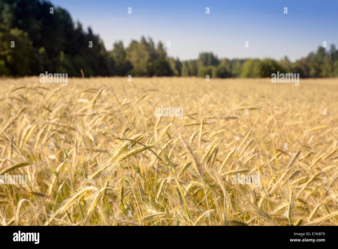 Summer landscape with yellow field of rye Stock Photo - Alamy