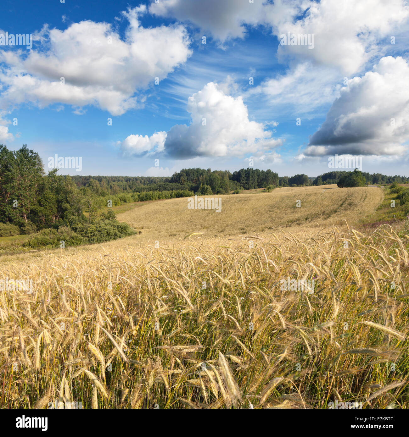 Summer landscape with field of rye and clouds on blue sky Stock Photo ...