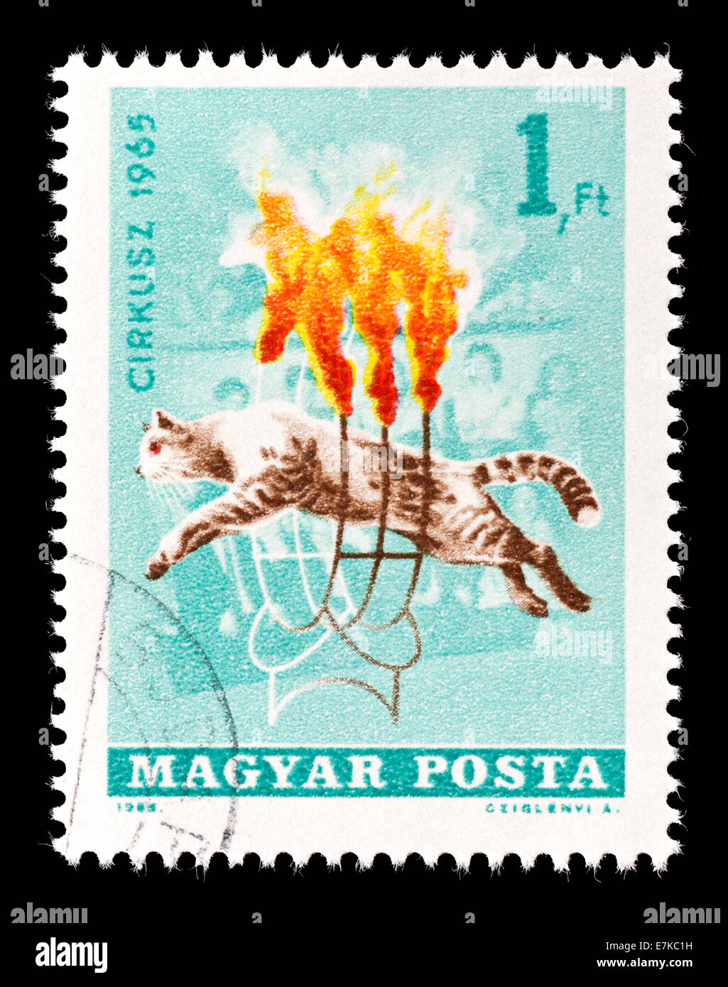 Tiger jumping hoop hi-res stock photography and images - Alamy