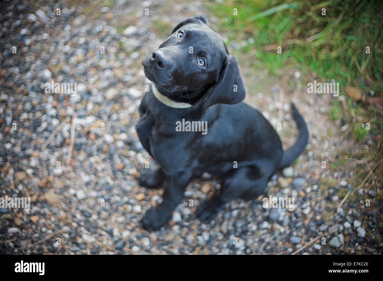 Can A Labrador Live Outside