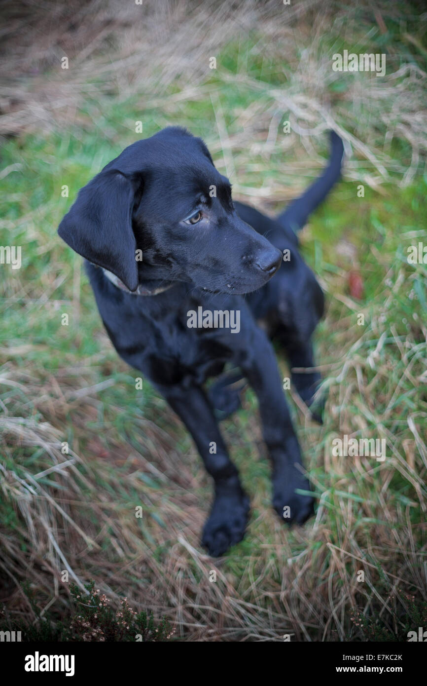 Can A Labrador Live Outside