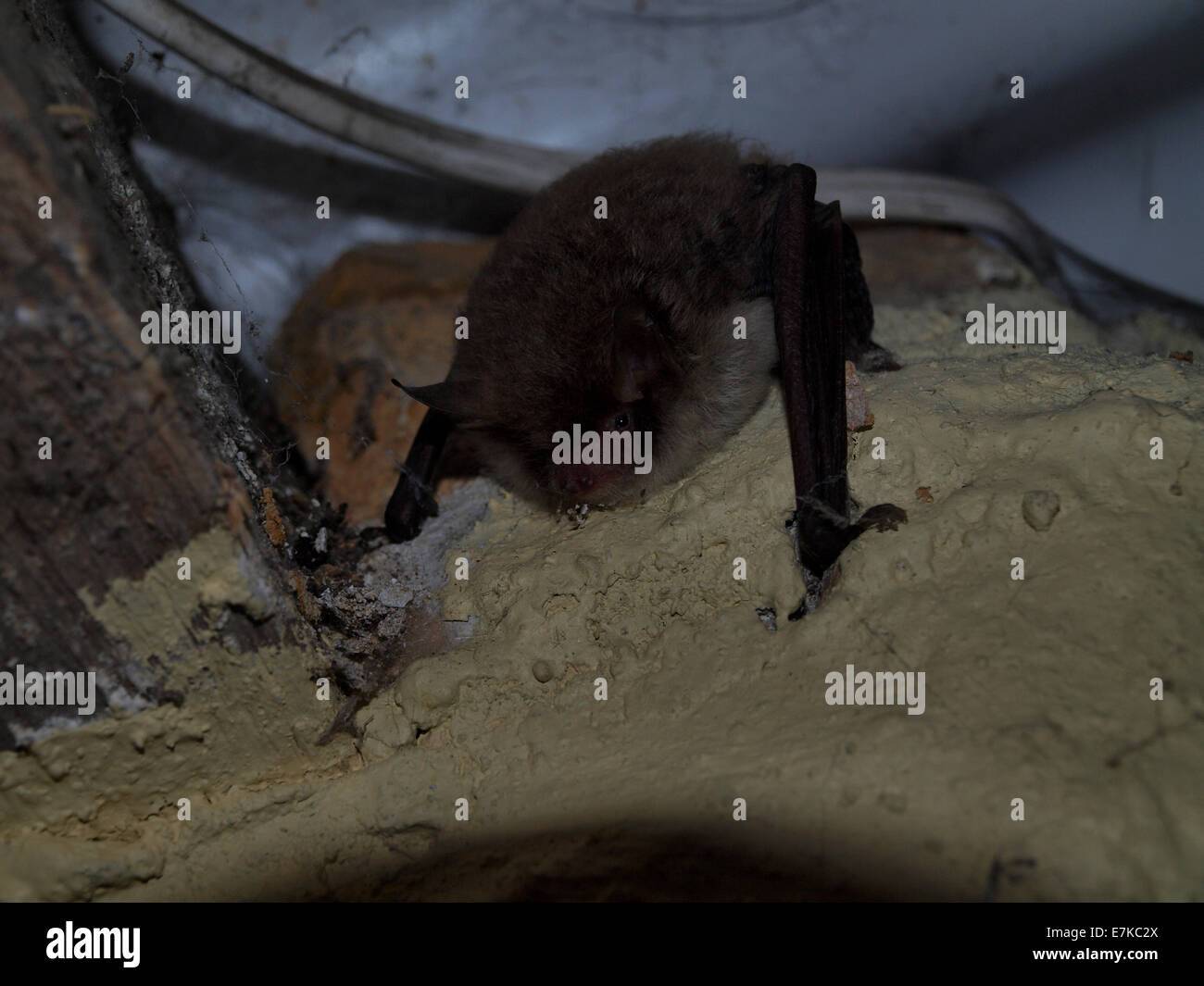 Pipistrelle Bat, Pipistrellus Pipistrellus, Cornwall, UK Stock Photo ...