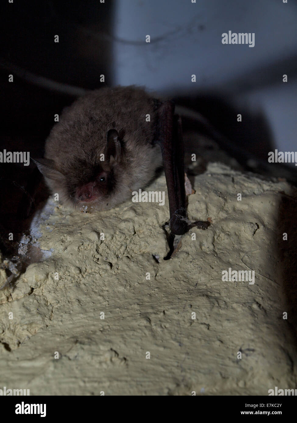 Pipistrellus hi-res stock photography and images - Alamy