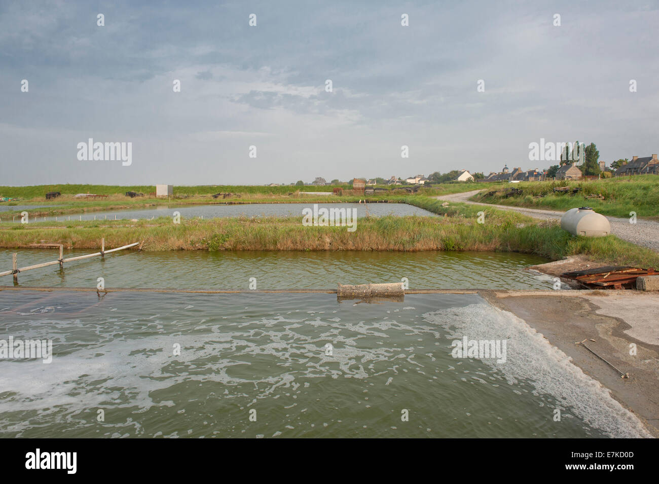 Watering basins for oysters near Vivier-sur-mer, Brittany, France Stock ...
