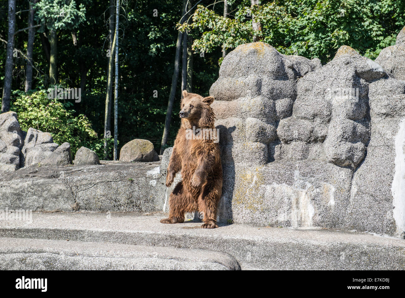 brown bear Ursus arctos standing next to rocks in the zoo in Warsaw ...
