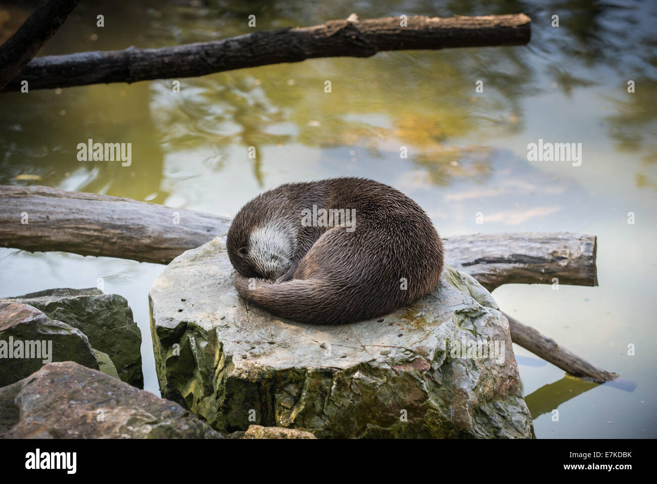 European otter (Lutra lutra), also known as the Eurasian otter ...
