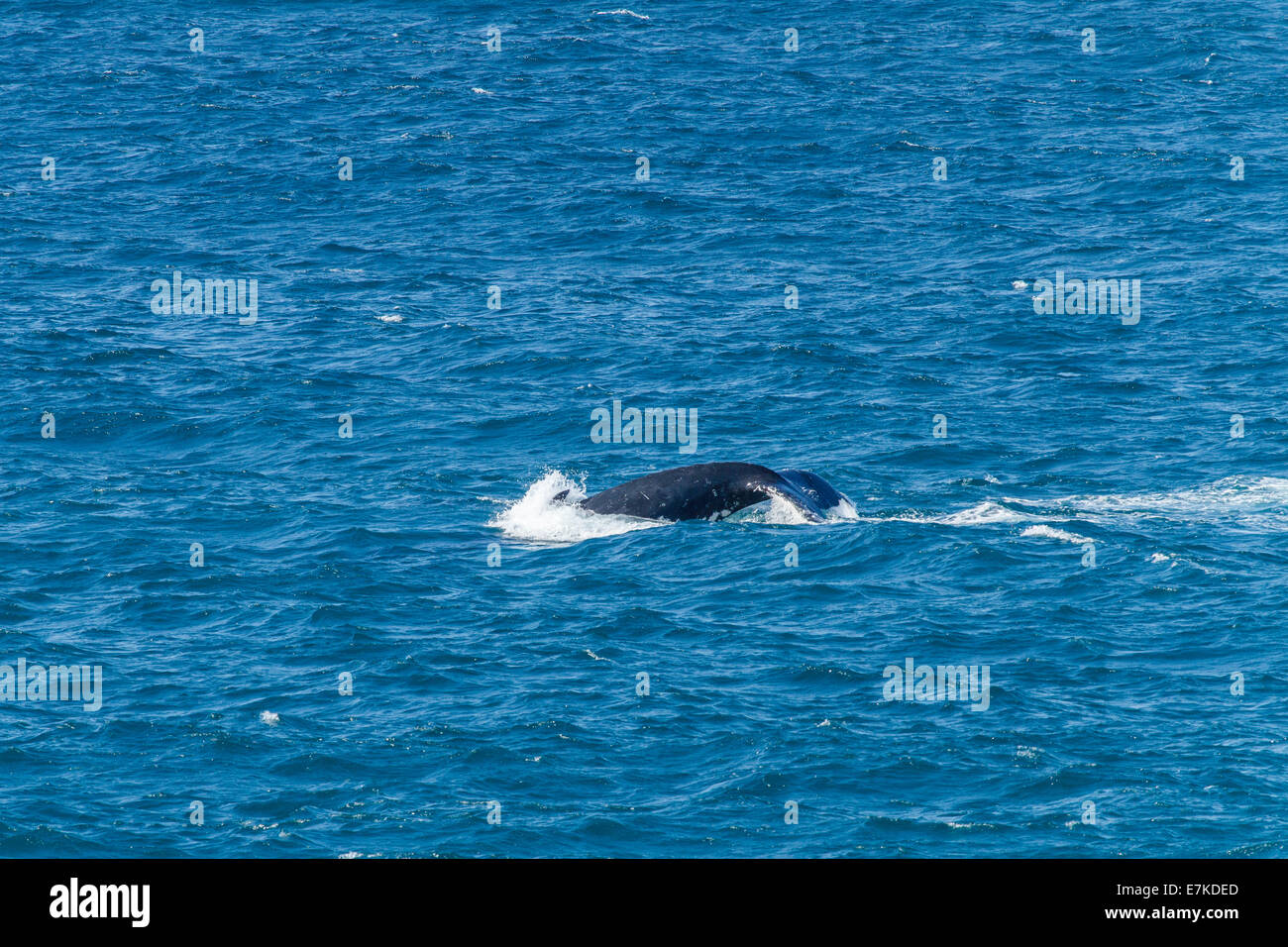 Humpback Whales off Point Lookout Stock Photo - Alamy