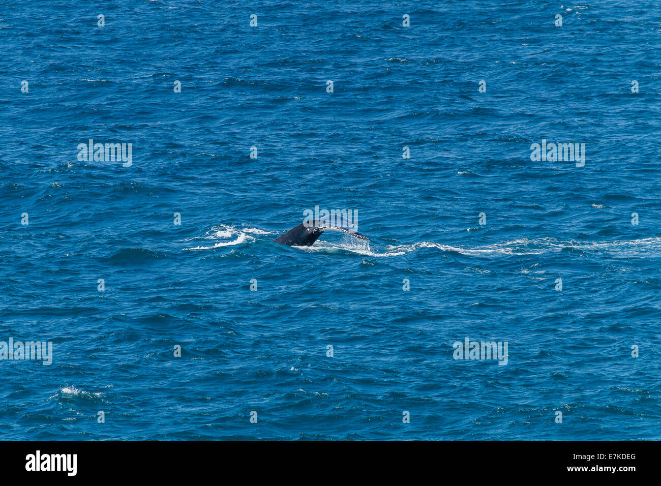 Humpback Whales off Point Lookout Stock Photo - Alamy