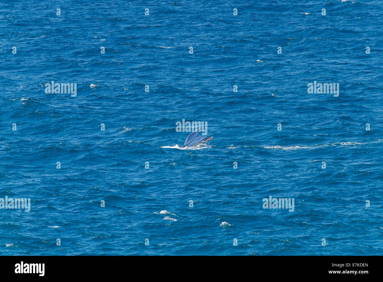 Humpback Whales off Point Lookout Stock Photo - Alamy
