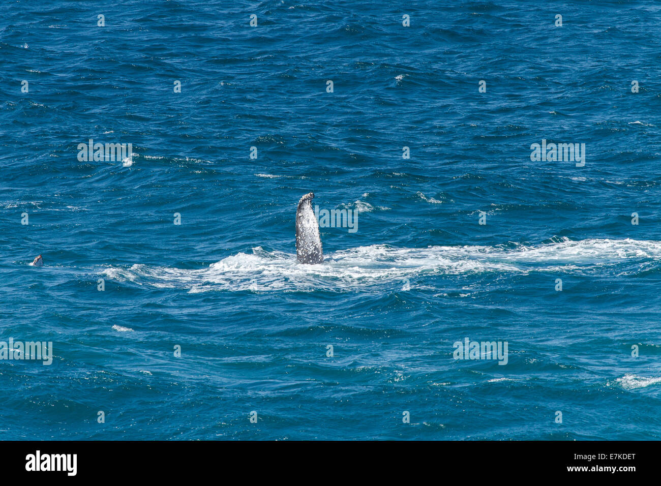 Whale lookout point hi-res stock photography and images - Alamy