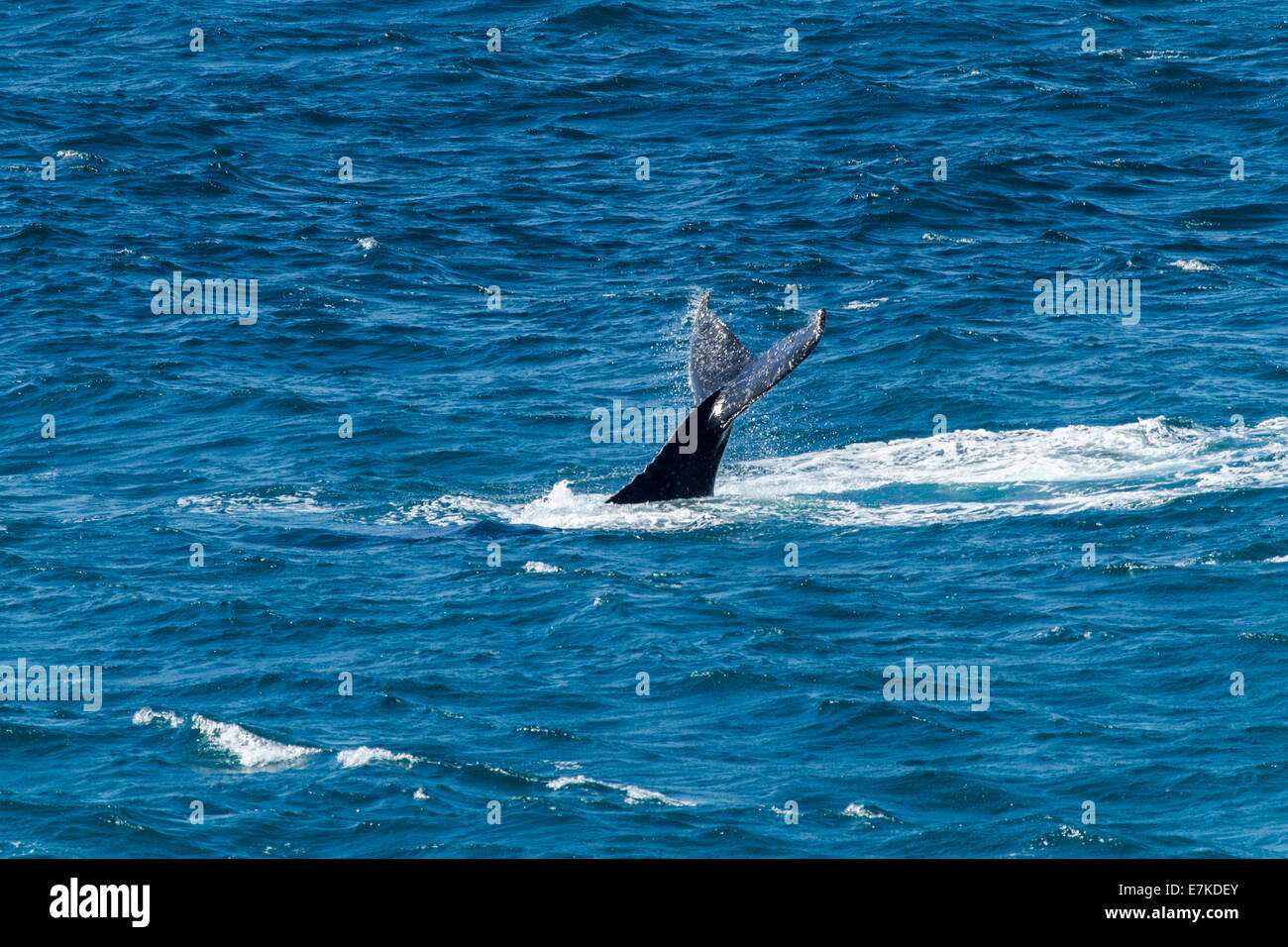 Humpback Whales off Point Lookout Stock Photo - Alamy