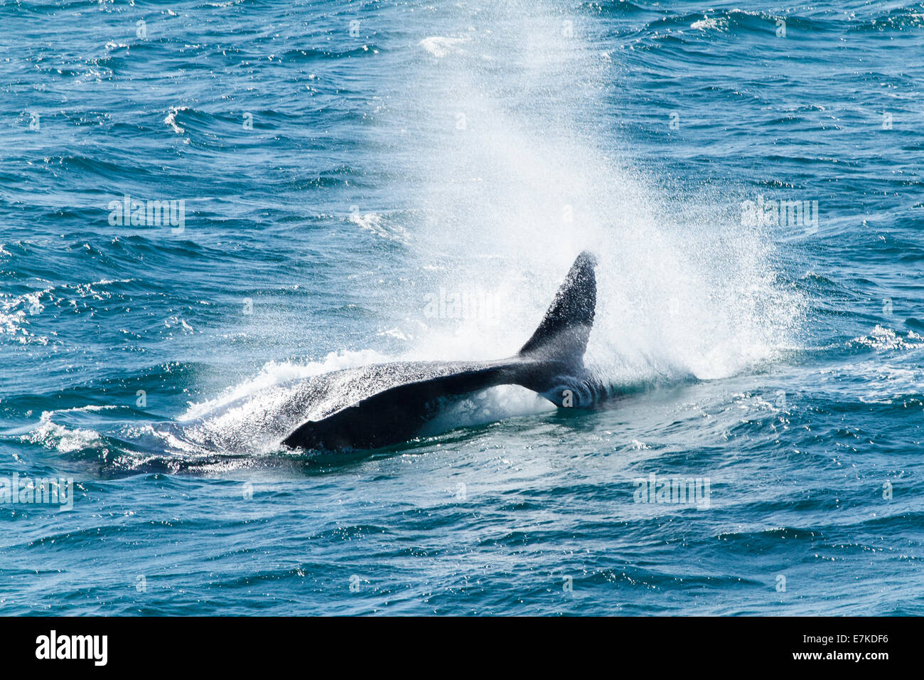 Humpback Whales off Point Lookout Stock Photo - Alamy
