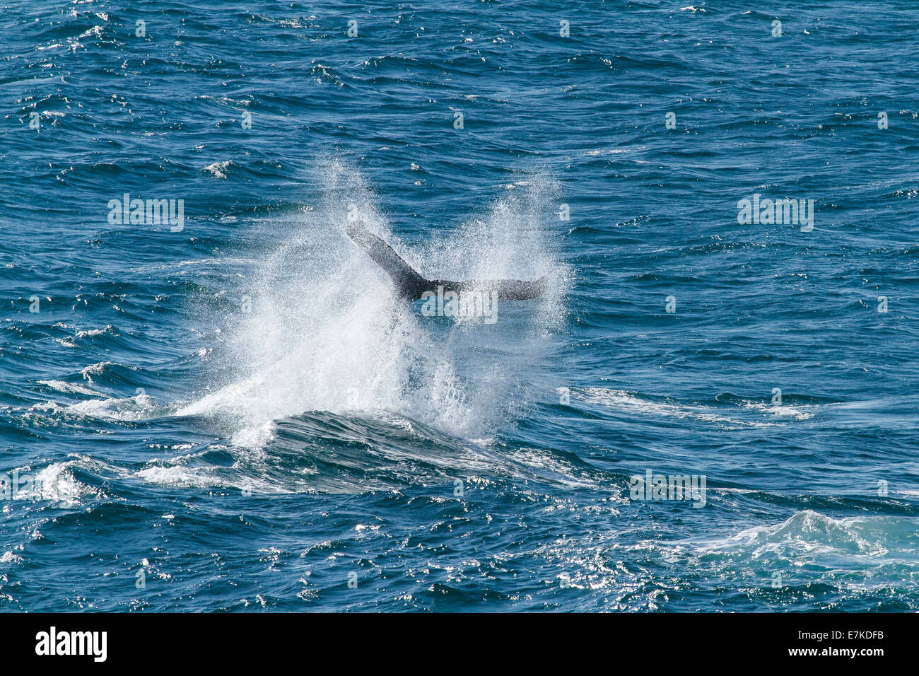 Whale lookout point hi-res stock photography and images - Alamy