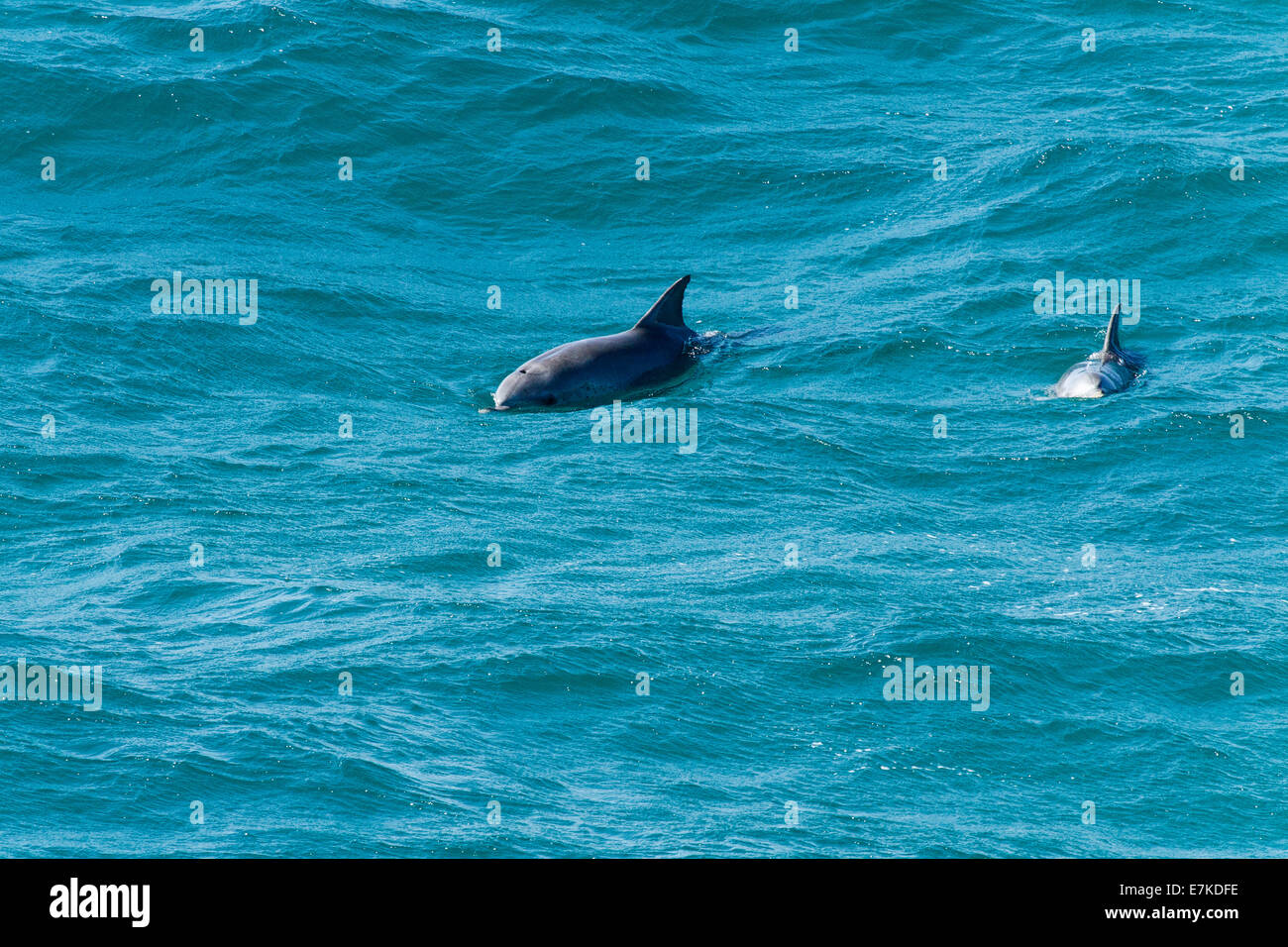Dolphins off Point Lookout Stock Photo - Alamy