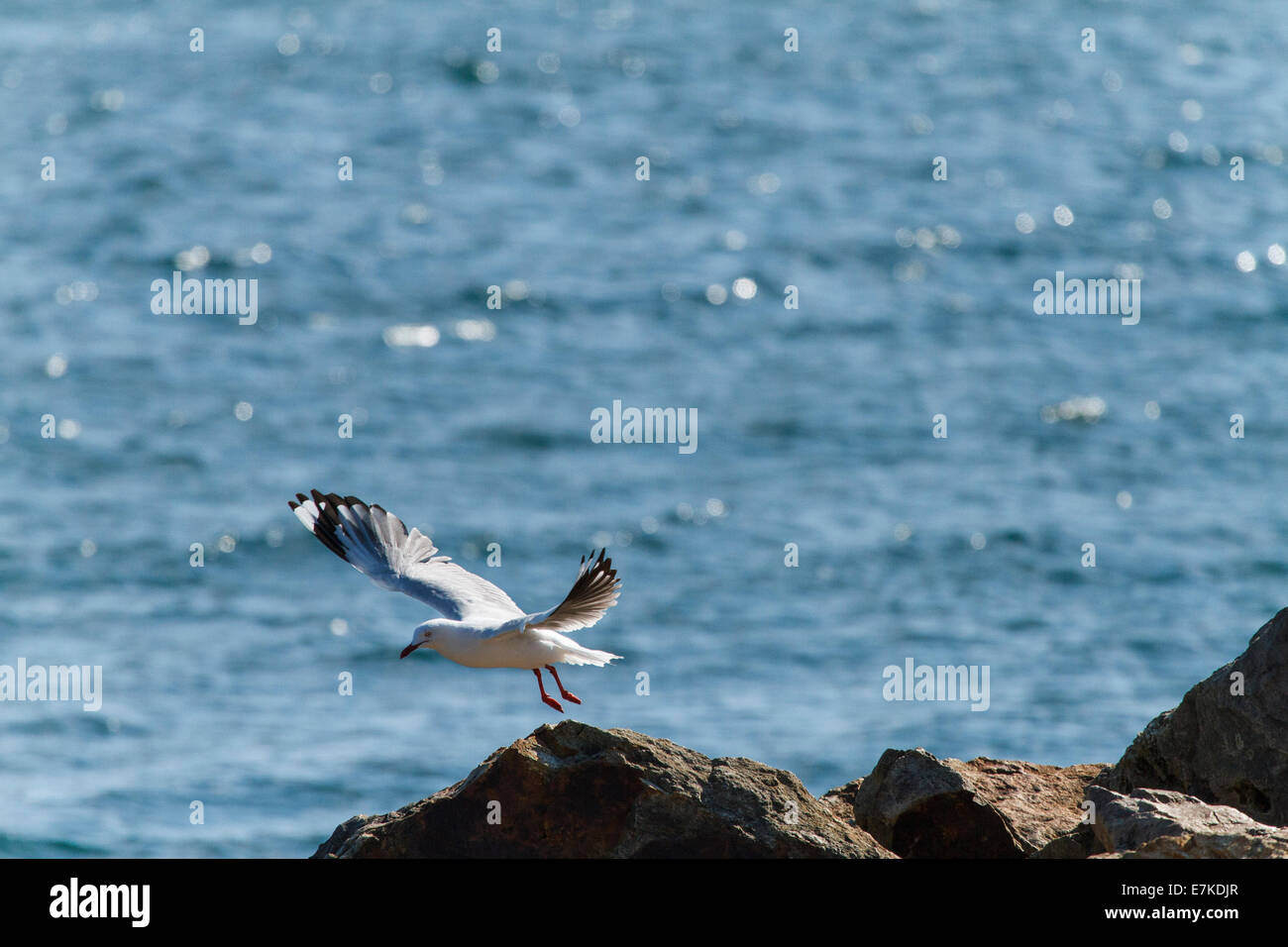 Seagull in flight Stock Photo - Alamy