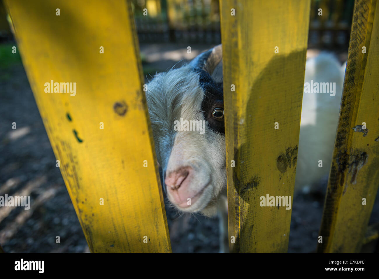 goat in zoo in Warsaw, Poland Stock Photo - Alamy