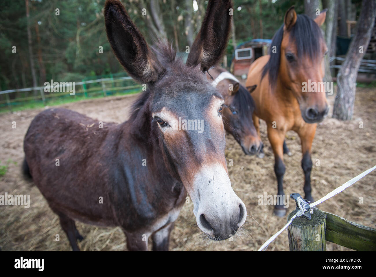 Donkey breeding hi-res stock photography and images - Alamy