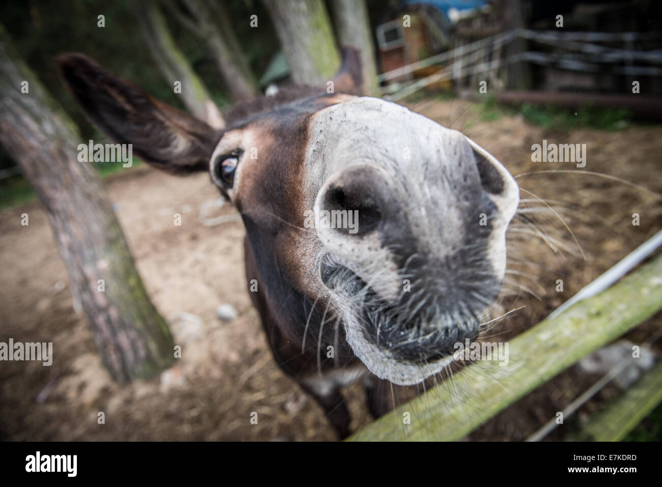 Donkey breeding hi-res stock photography and images - Alamy