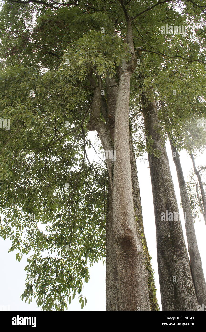 Tall tree in wood hi-res stock photography and images - Alamy