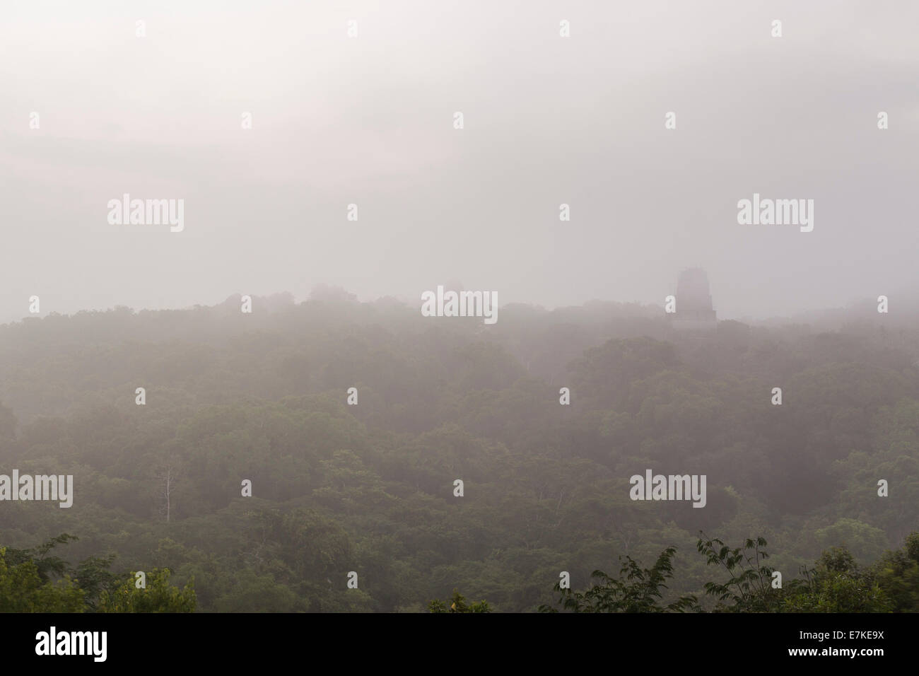 Temple IV on a foggy dawn, Tikal National Park, El Peten, Guatemala ...