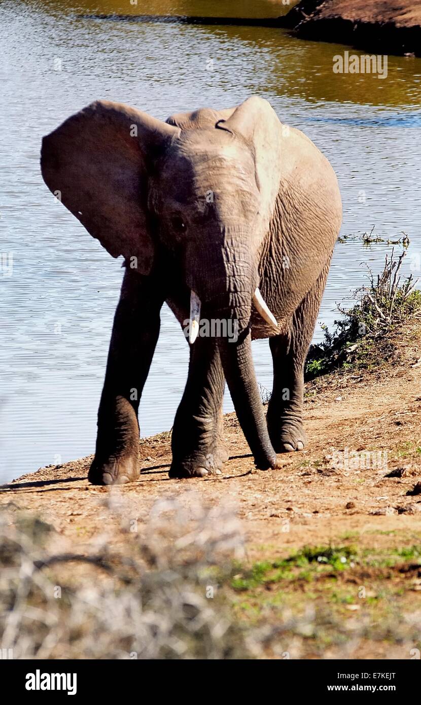 African elephants enjoying their environment Stock Photo - Alamy