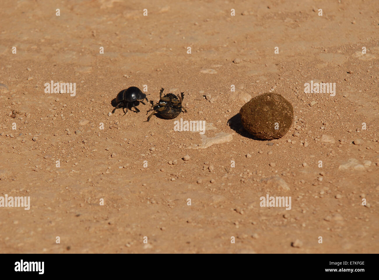 Ground beetles sand hi-res stock photography and images - Alamy