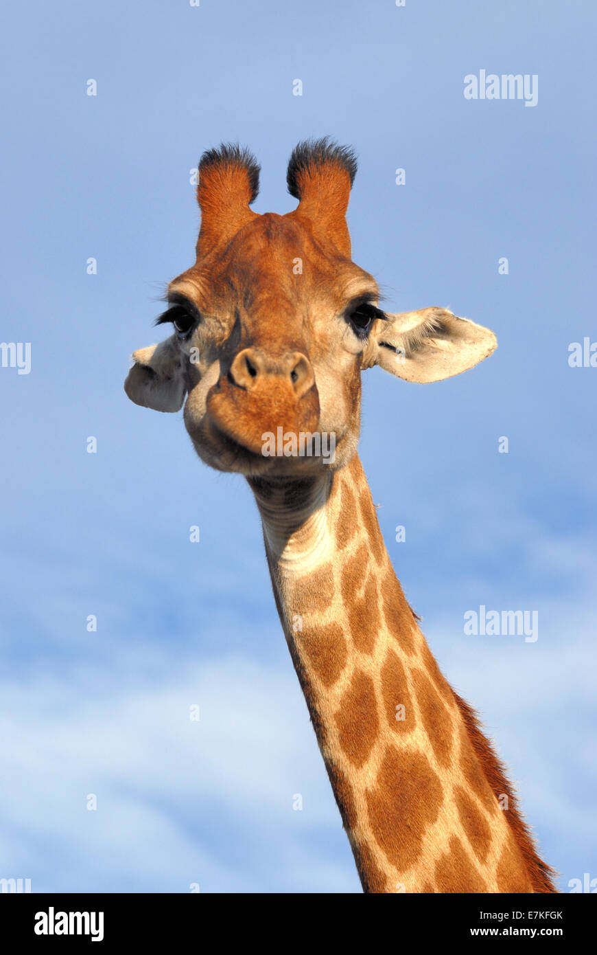 Close up of a Giraffe Stock Photo - Alamy