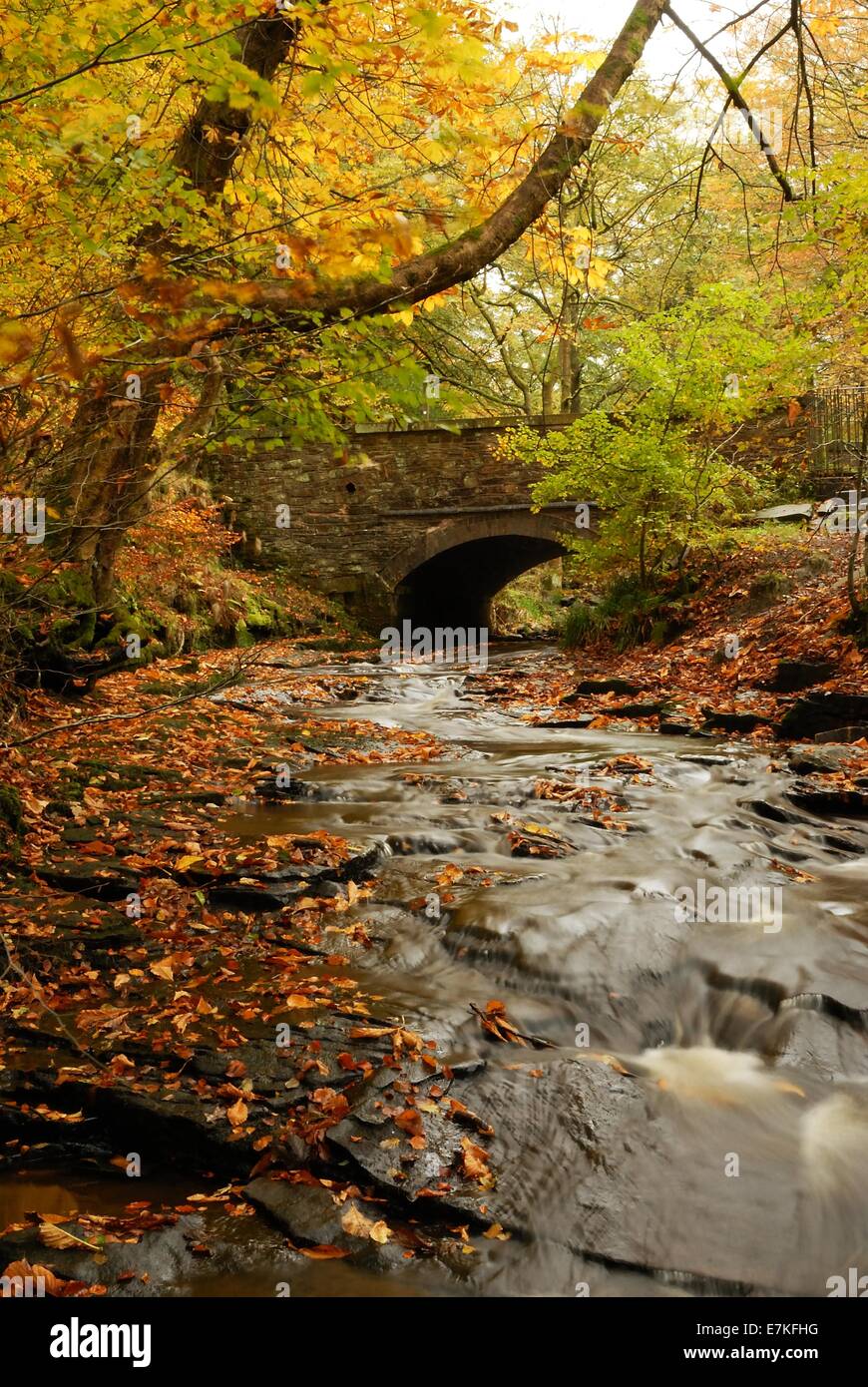 Fall Leaves on the river Bank Stock Photo - Alamy