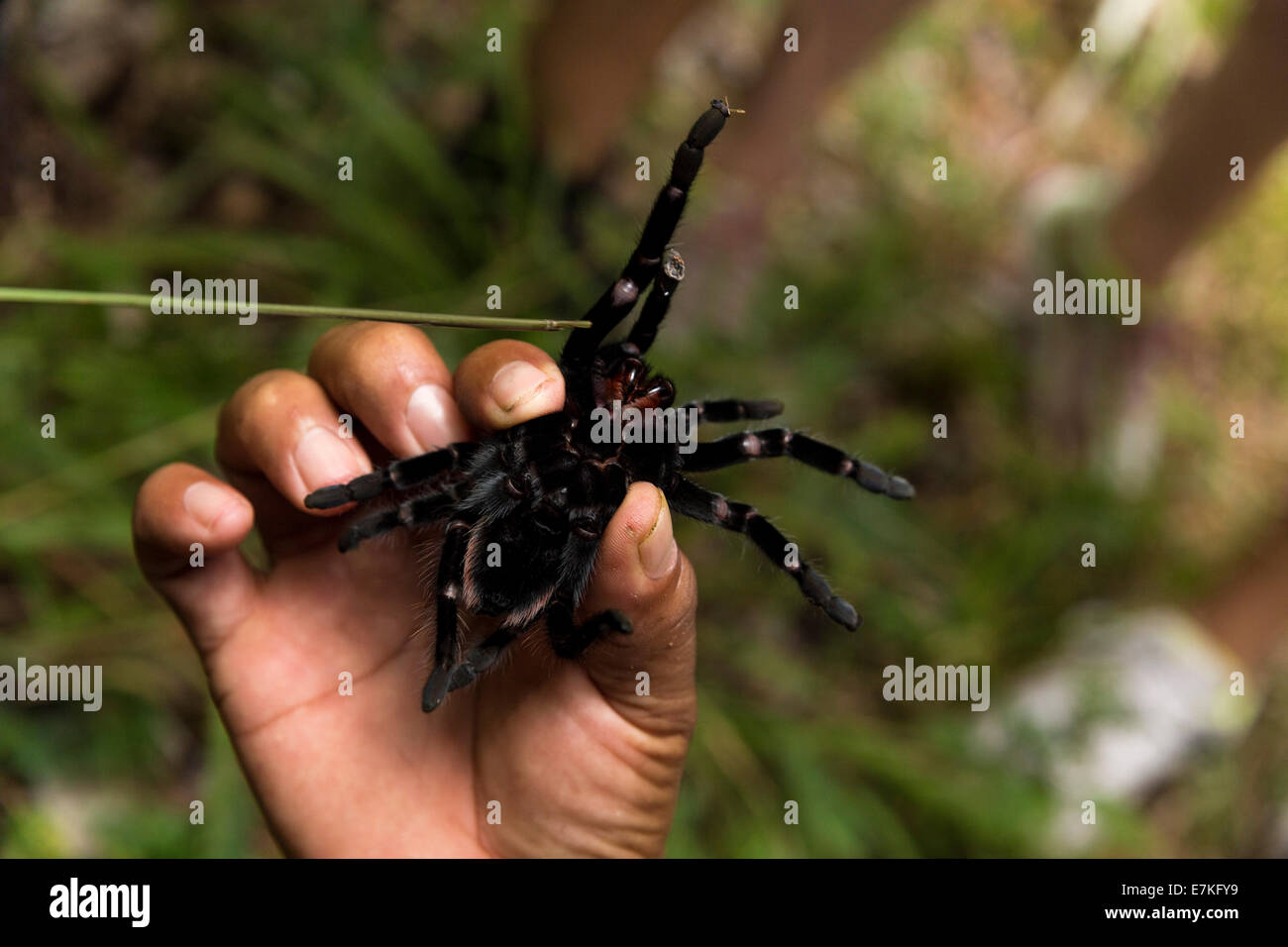 Hand holding a tarantula, Tikal National Park, El Peten, Guatemala ...