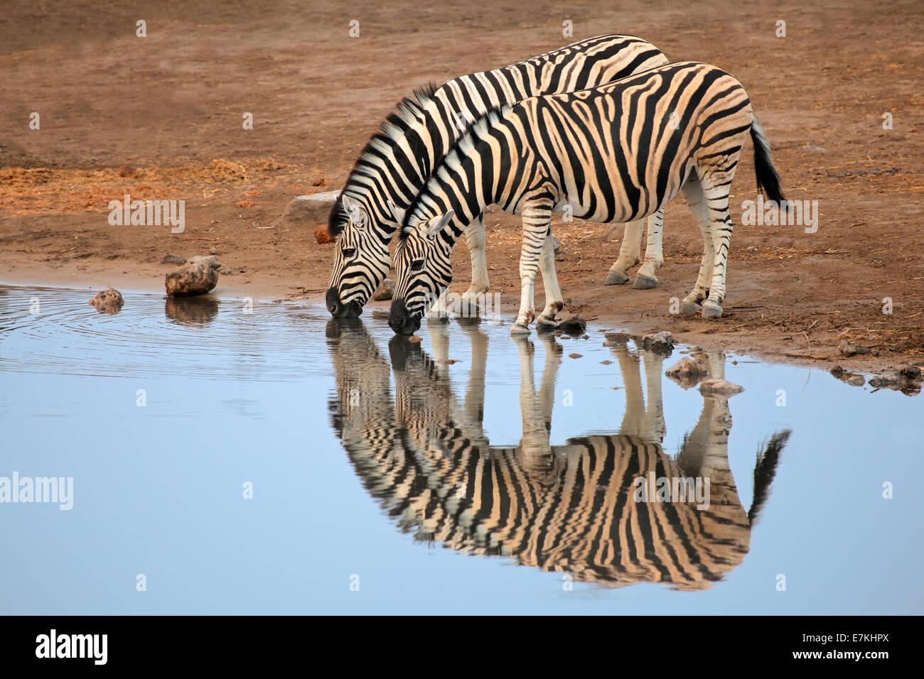 Two plains (Burchells) Zebras (Equus burchelli) drinking water, Etosha ...