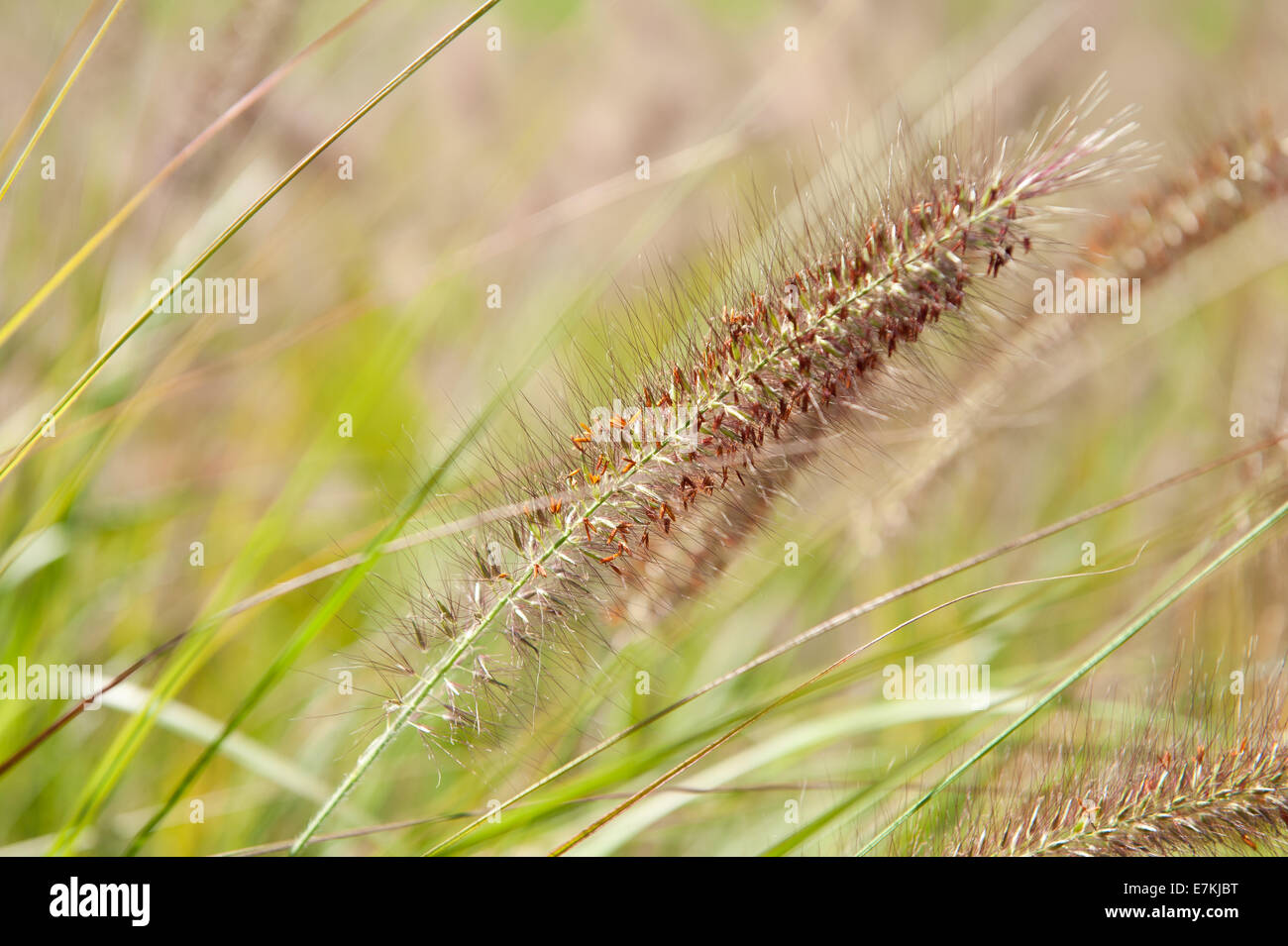 Grass ears Pennisetum alopecuroides Stock Photo - Alamy