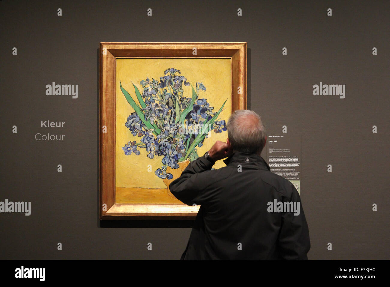 Man looking at Vincent van Gogh's painting of Irises Stock Photo - Alamy