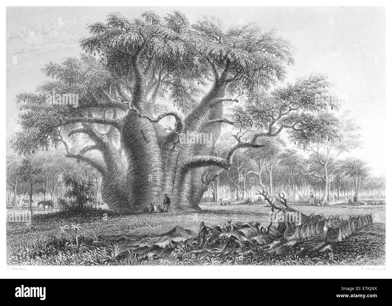 BOOTH(1873) 2.391 THE BOADAB-TREE Stock Photo - Alamy