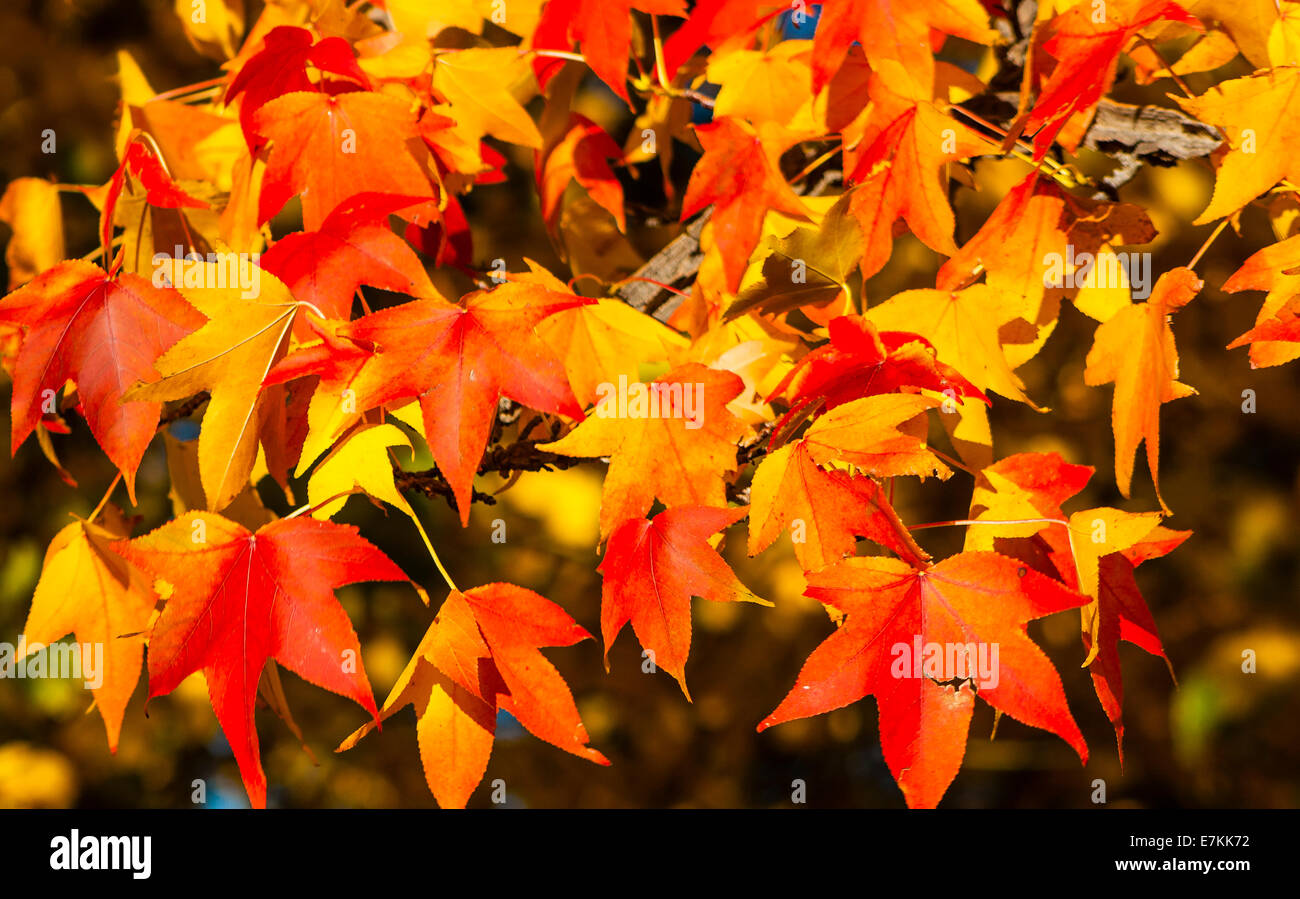 Golden color maple tree hi-res stock photography and images - Alamy
