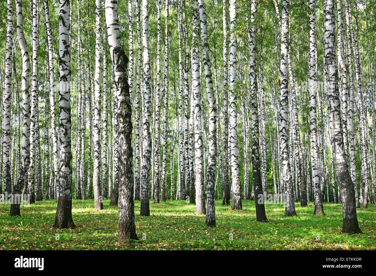 Autumn Birches with sun rays Stock Photo - Alamy