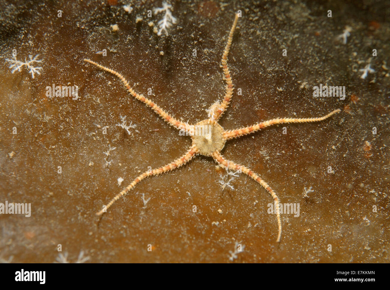 Crevice Brittle Star or ophiuroids (Ophiopholis aculeata) White sea ...