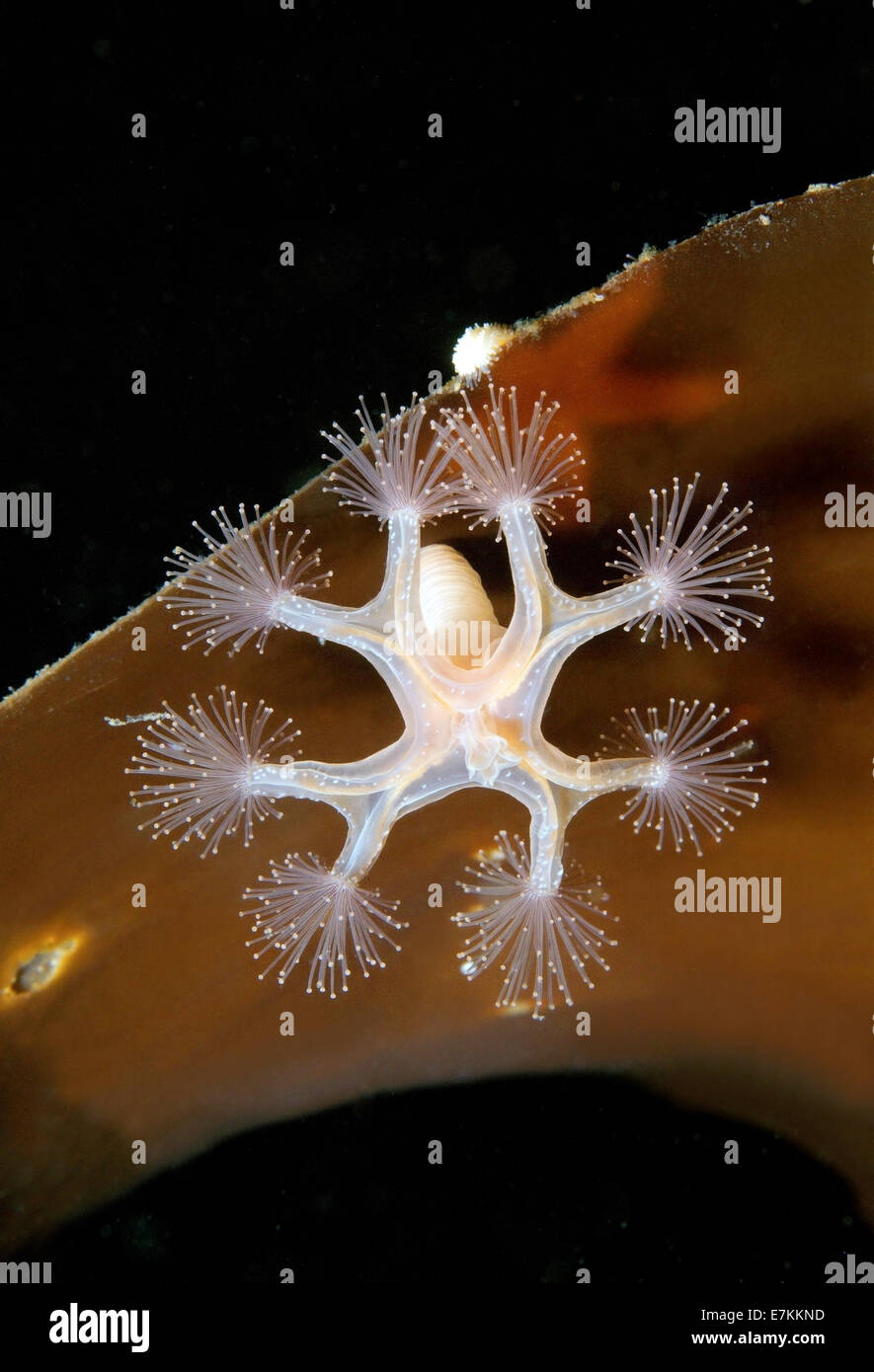 Stalked medusa hi-res stock photography and images - Alamy