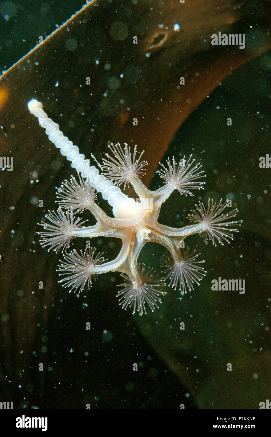 Stalked medusa hi-res stock photography and images - Alamy