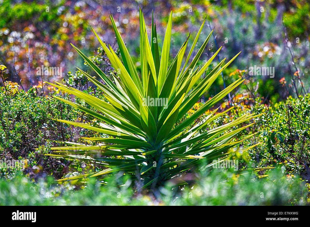 Golden gate state park hi-res stock photography and images - Alamy