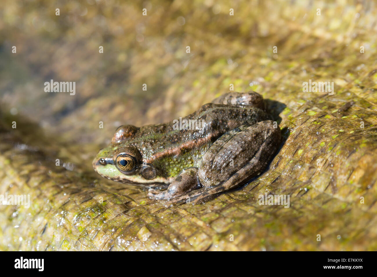 A little frog at riverside in forest Stock Photo - Alamy