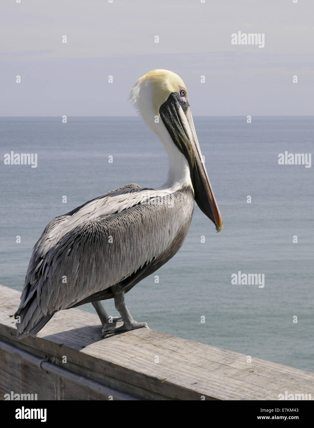 Standing Pelican Photo at Bella Bright blog