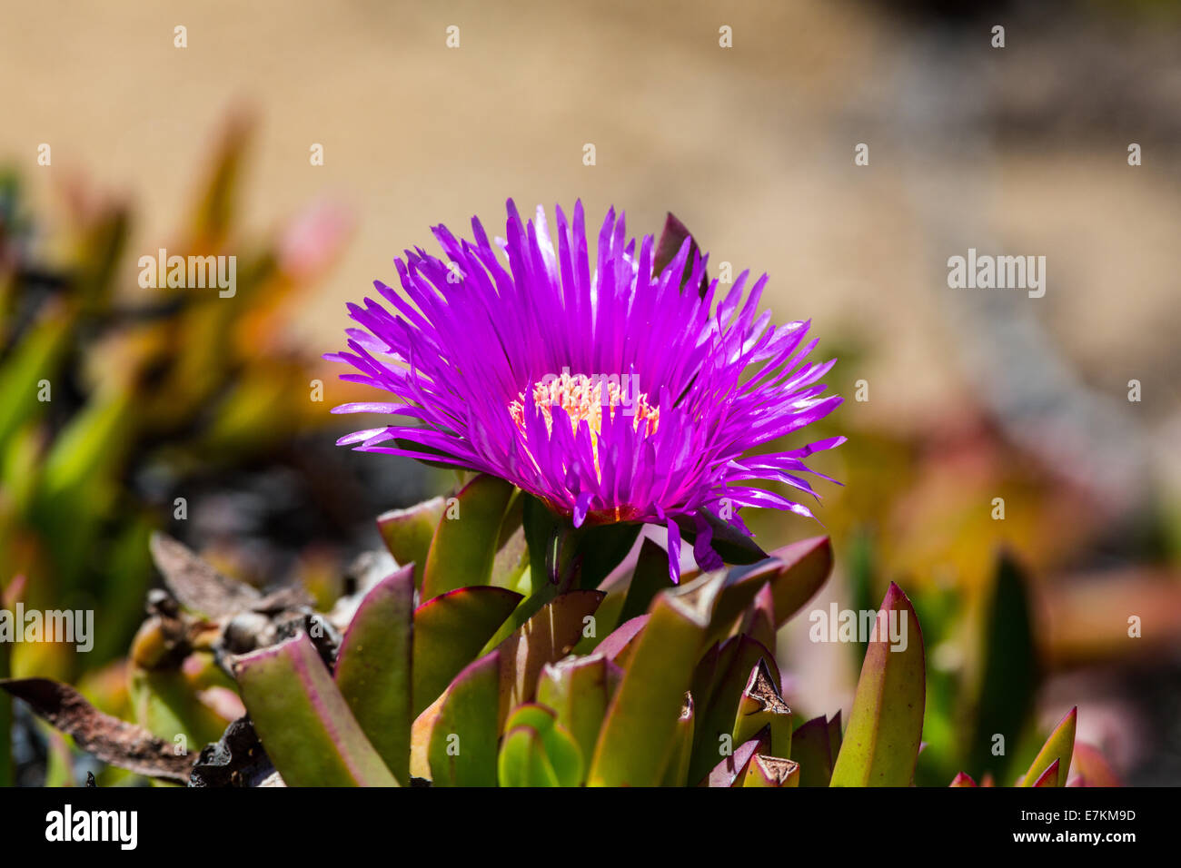 Detail of coastal wildflowers in point Reyes national Seashore ...