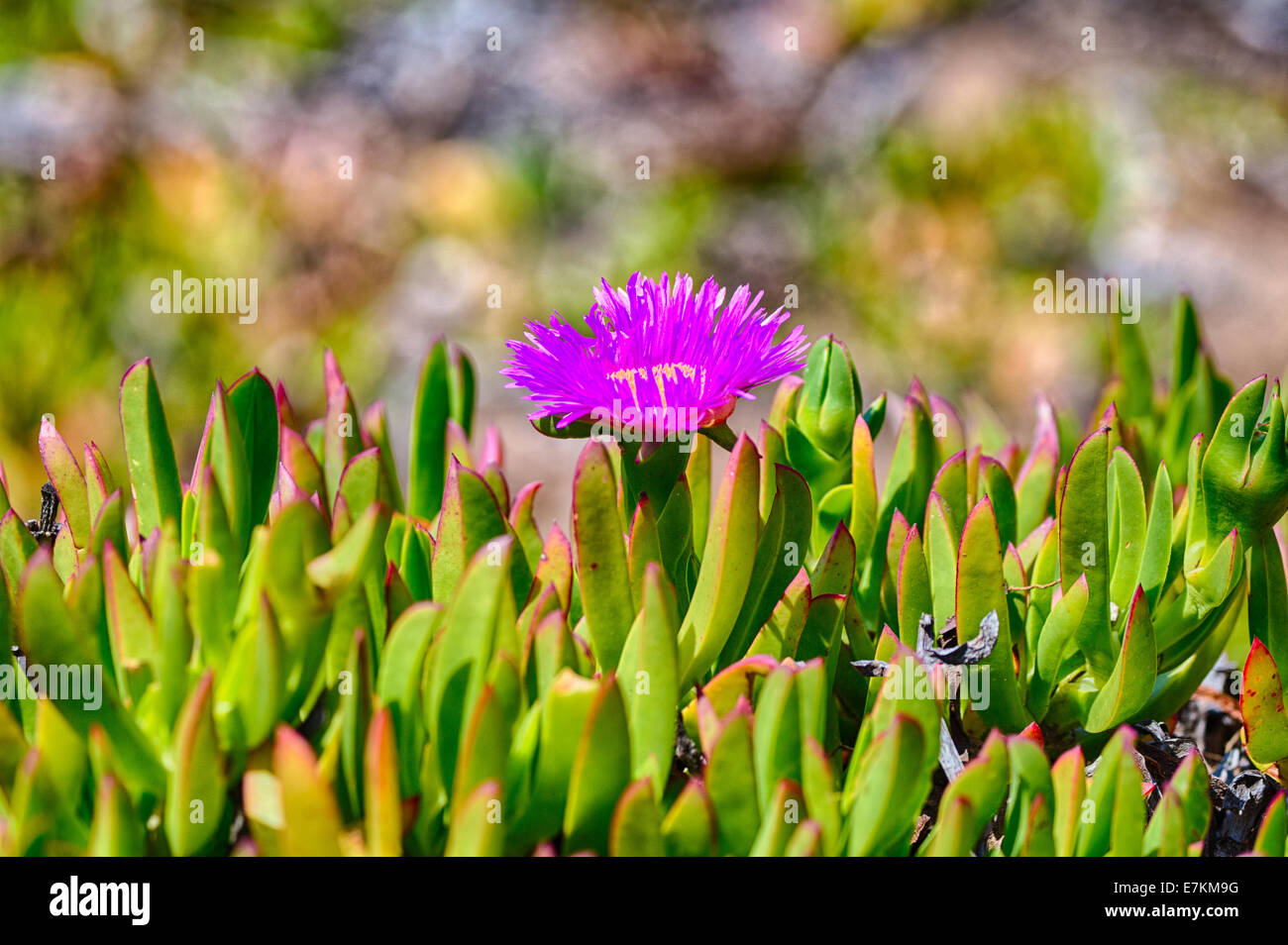 Detail of coastal wildflowers in point Reyes national Seashore ...