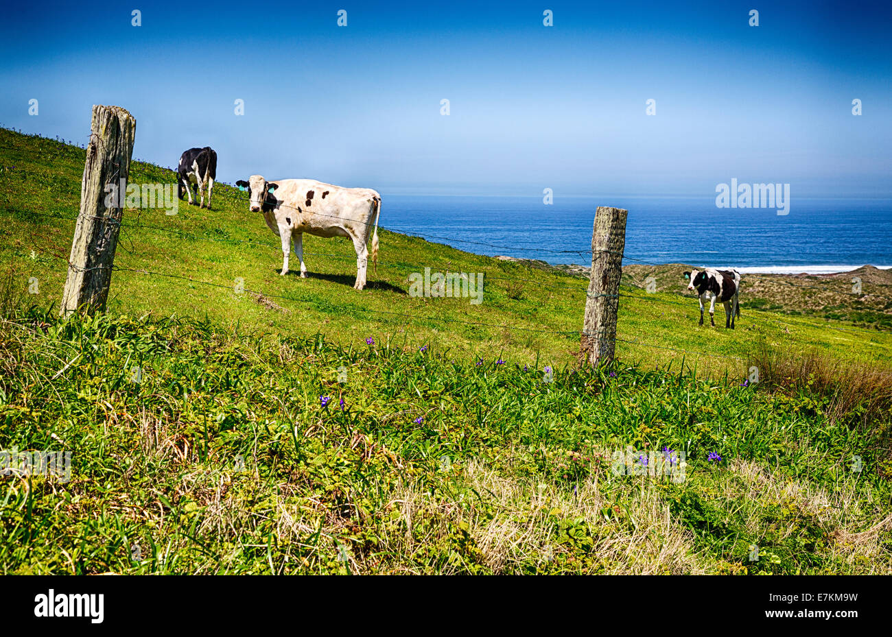 A cattle ranch on the pacific coast of California. Point Reyes National ...